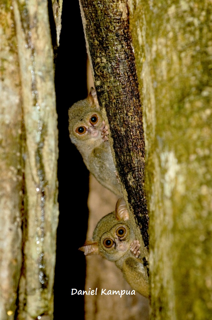 24 BINATANG KHAS DARI SELURUH DUNIA (Bagian 2)
